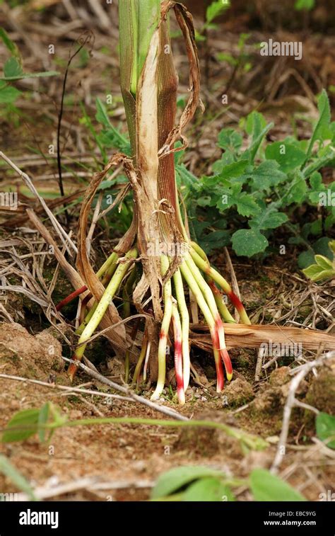 Adventitious Roots