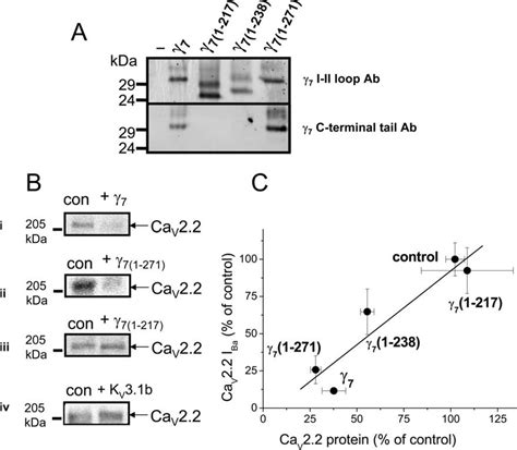 Effect Of C Terminal Truncation Of 7 On Ca V 22 Protein A 7 And