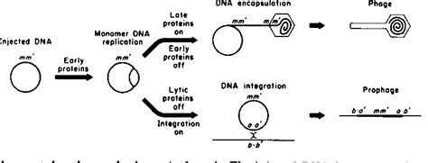 Figure 1 From Genetic Map Of Bacteriophage Lambda Semantic Scholar