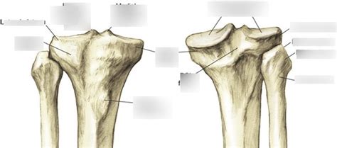 Proximal TibFib Diagram Quizlet