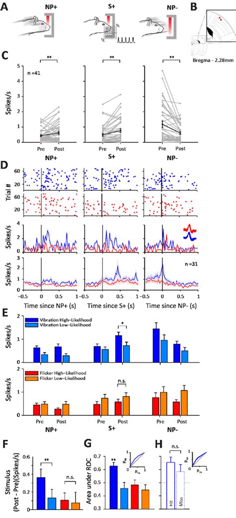 Single Unit Activity In Vs1 A Schematic Representation Of Behavioral