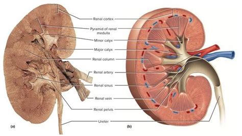 Solved What Is The Arrow Renal Cortex Renal Pelvis Renal Vein Renal