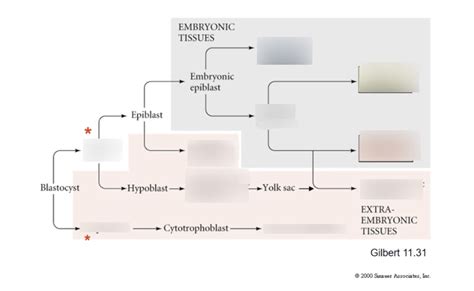 Fertilization Gastrulation Implant Diagram Quizlet