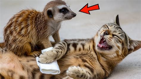 Девушка спасла крошечного суриката и вырастила его вместе со своей кошкой Youtube