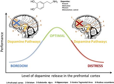 Frontiers A Neuroergonomics Approach To Mental Workload Engagement And Human Performance