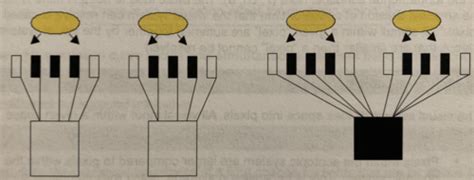 Spatial And Temporal Summation Flashcards Quizlet