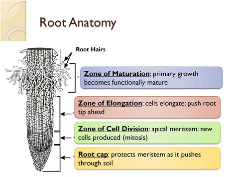 Ch 35 Warm Up Draw And Label The 3 Main Organs Of A Plant Ppt Download