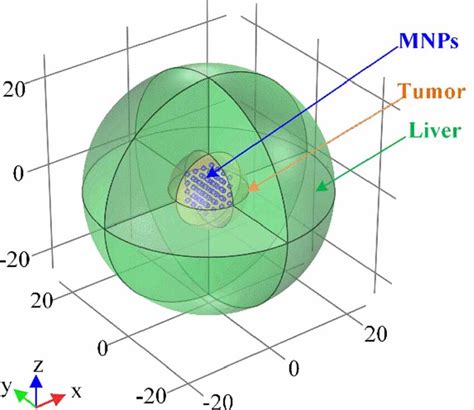 Proposed Model For Magnetic Hyperthermia Axes Are In Millimeters
