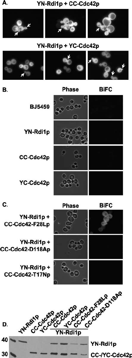 Bifc Interactions Between Cdc42p And Rdi1p A Bj5459 Cells Expressing Download Scientific