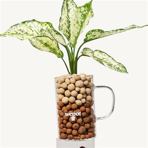 반수경재배 글라스팟 식물키트 M 스노우 화이트 미니화분 Set 감도 깊은 취향 셀렉트샵 29cm