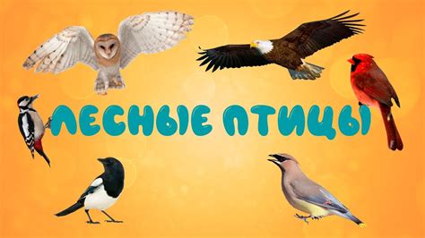 Лесные птицы Развивающее видео для детей Карточки Домана дикие животные Youtube