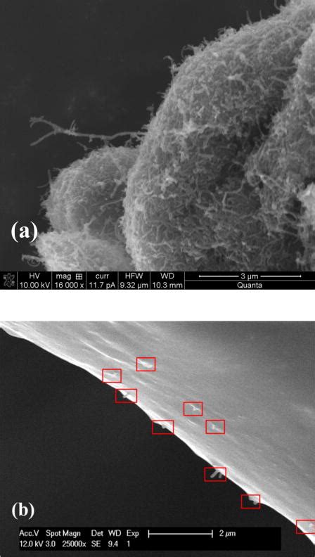 Development Of Dielectric Elastomer Nanocomposites As Stretchable