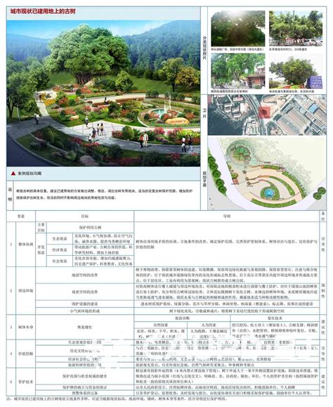 海沧区古树名木保护利用专项规划 中规院（北京）规划设计有限公司