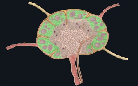 Lymphatic System Flashcards Quizlet