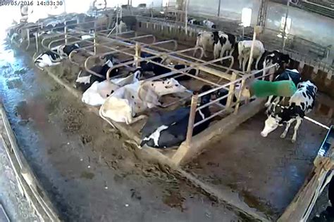 Cow Detection 1 Object Detection Dataset And Pre Trained Model By Daisee