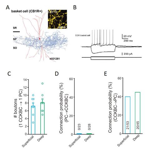6 Cholecystokinin Basket Cell Profiles A Morphological Profile Of A Download Scientific