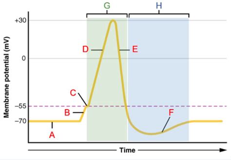 Phys Questions Flashcards Quizlet
