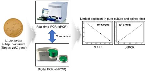 Quantitative Real Time Pcr Qpcr Youtube