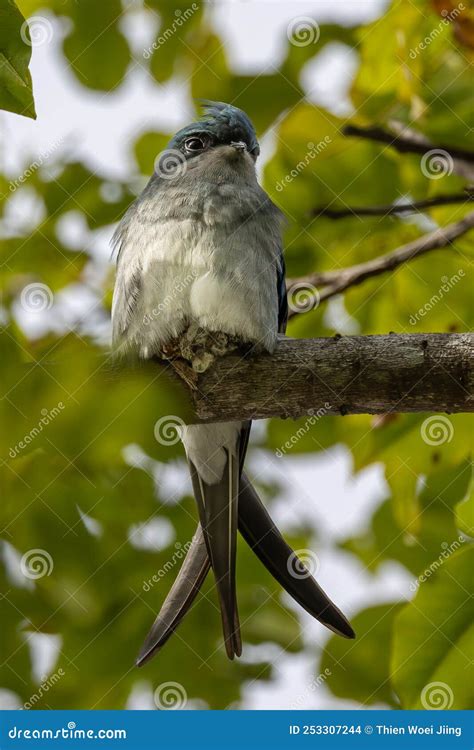 Grey Rumped Treeswift Perching On Tree Branch Stock Photo Image Of Card Beak 253307244