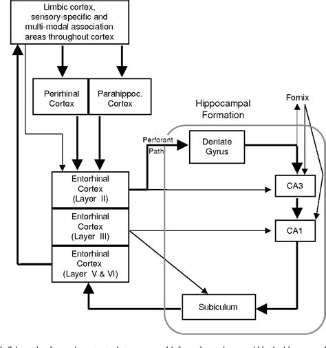 figure 1 from cortico hippocampal interaction and adaptive stimulus