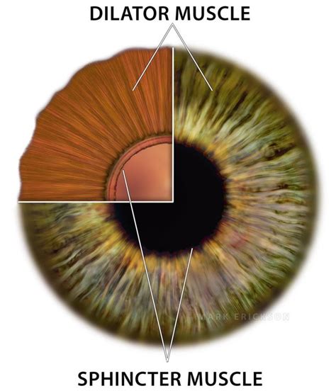 Iris Anatomy Featuring Dilator Muscle And Iris Sphincter