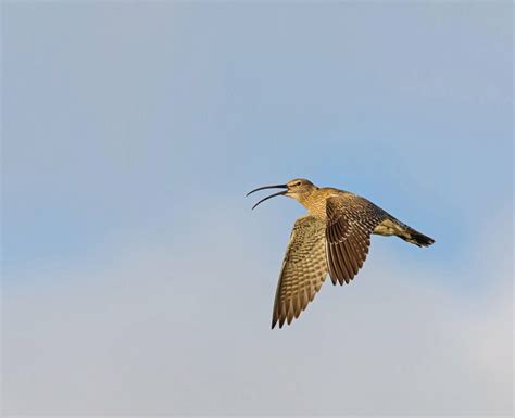 How To Get Rid Of Mud Nest Birds Effective Strategies Revealed On Leaves