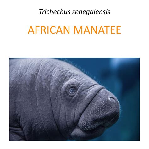 West African Manatee