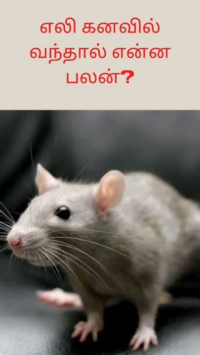 எலி கனவில் வந்தால் என்ன பலன் கனவுபலன்கள் கனவுகள் Dreamanalysis Youtube