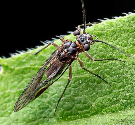 Psocoptera Mesopsocidae Mesopsoccus Immunis Bugguide Net