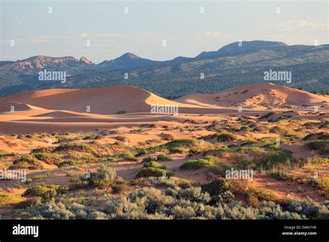 Usa Utah Coral Pink Sand Dunes State Park Near Zion Canyon Stock