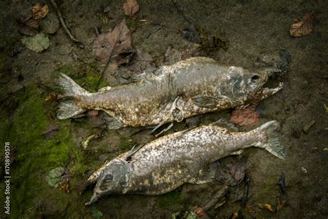 Dead Alaskan Salmon After Spawning Salmon Die Out And Float Downstream