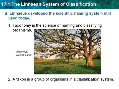 17 1 The Linnaean System Of Classification Class