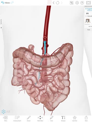Exam 3 Set I Superior And Inferior Mesentaric Artery Flashcards Quizlet