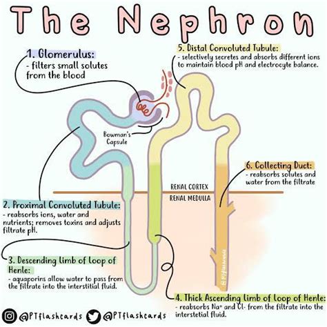 The Nephrone Medizzy