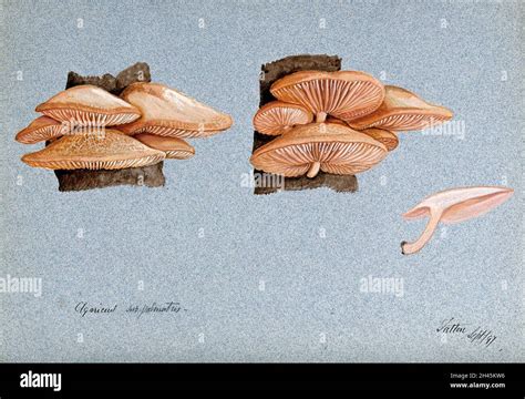 A Fungus Agaricus Subpalmatus Groups Of Fruiting Bodies On Wood