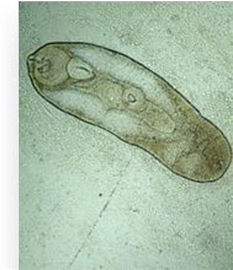 Bucephalus Sp Source Original Photo Download Scientific Diagram