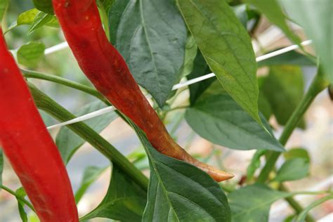 Pepper Classification Dataset And Pre Trained Model By Plant Virus