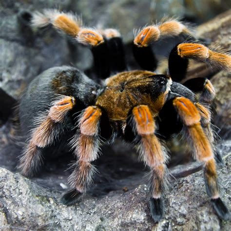 Giant Tarantula Spider
