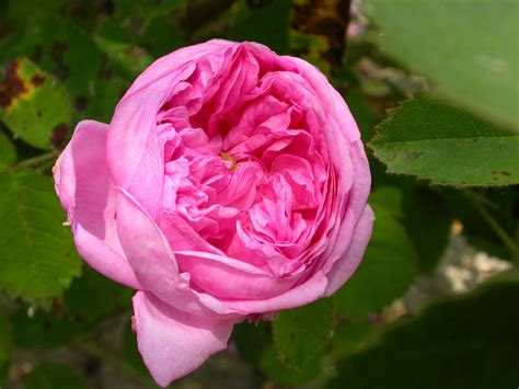 Rose Cabbage Rose