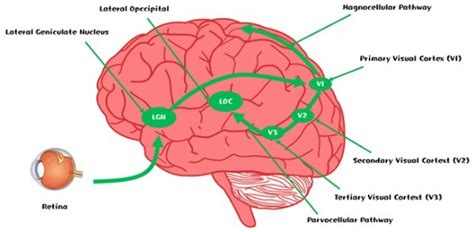 Human Visual System Structure Download Scientific Diagram