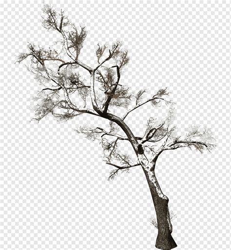 Twig Tree Branch Woody Plant Tree Branch Monochrome Plant Stem Png PNGWing