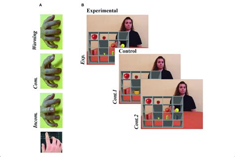 Examples Of Experimental Stimuli For A The Stimulus Response Download Scientific Diagram