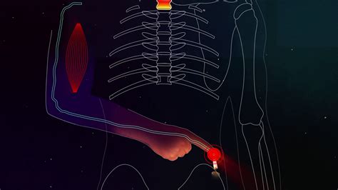 Revise Control And Communication Test Questions National 5 Biology