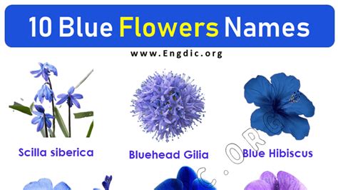 Names Of Blue Flowers Des Moines Blue Flowers Des Moines Blue