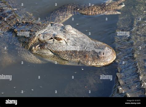Alligator Mating Hi Res Stock Photography And Images Alamy