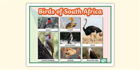 Birds Of South Africa Photo Display Poster Twinkl