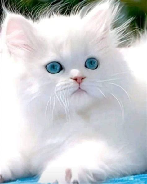 Pin By Benjy On Katten Beautiful Cats Pretty Cats Cute Cats