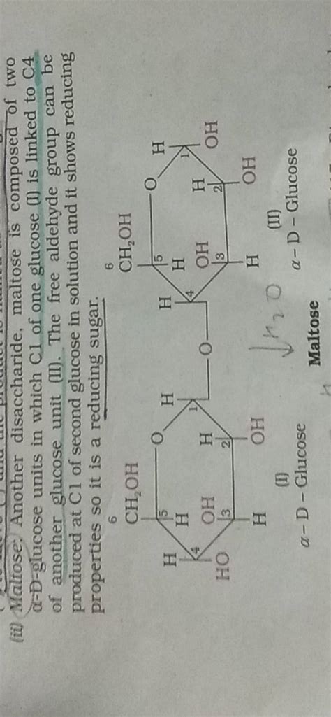 Ii Maltose Another Disaccharide Maltose Is Composed Of Two α D Glucos