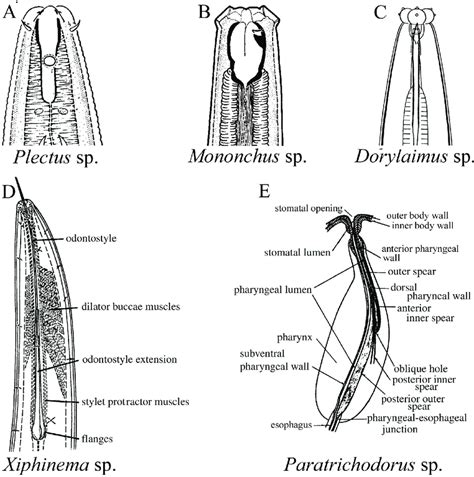 1 Feeding Structures Of Adenophorean Nematodes A Plectus Sp B