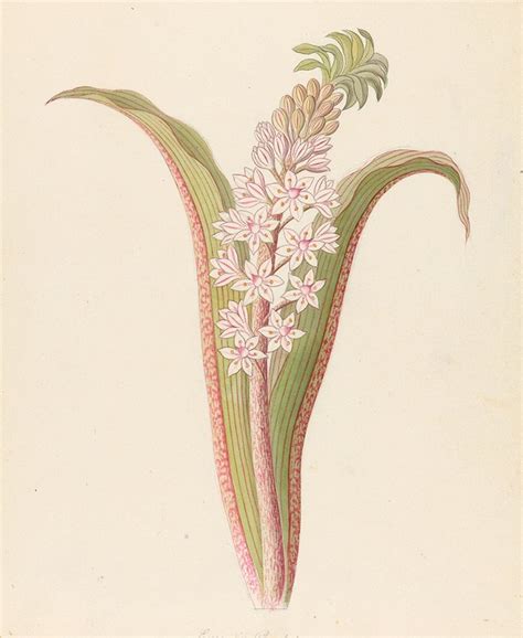 Eucomis Punctata Eucomis Autumnalis Artvee